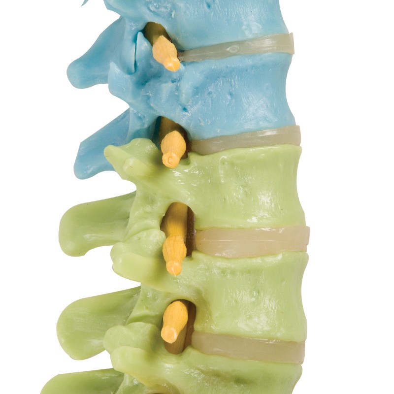 3B Scientific Didactic Flexible Spine | Health and Care